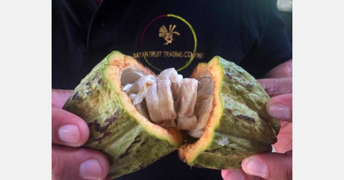 Exporting Mayan fruit to the world