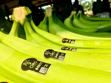 Exporting Mayan fruit to the world