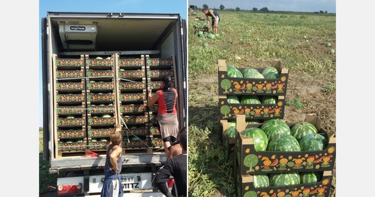 “We expect a record harvest for the Ukrainian watermelons”
