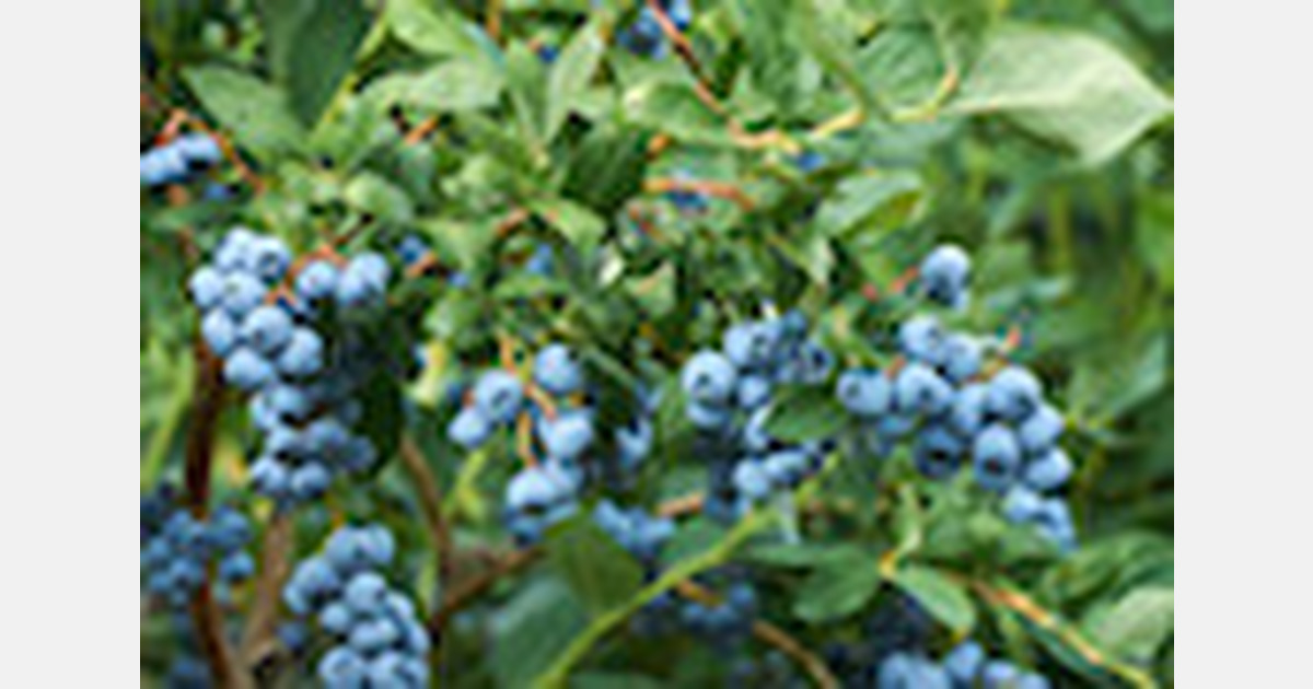 Blueberry cultivation increasingly popular in Poland