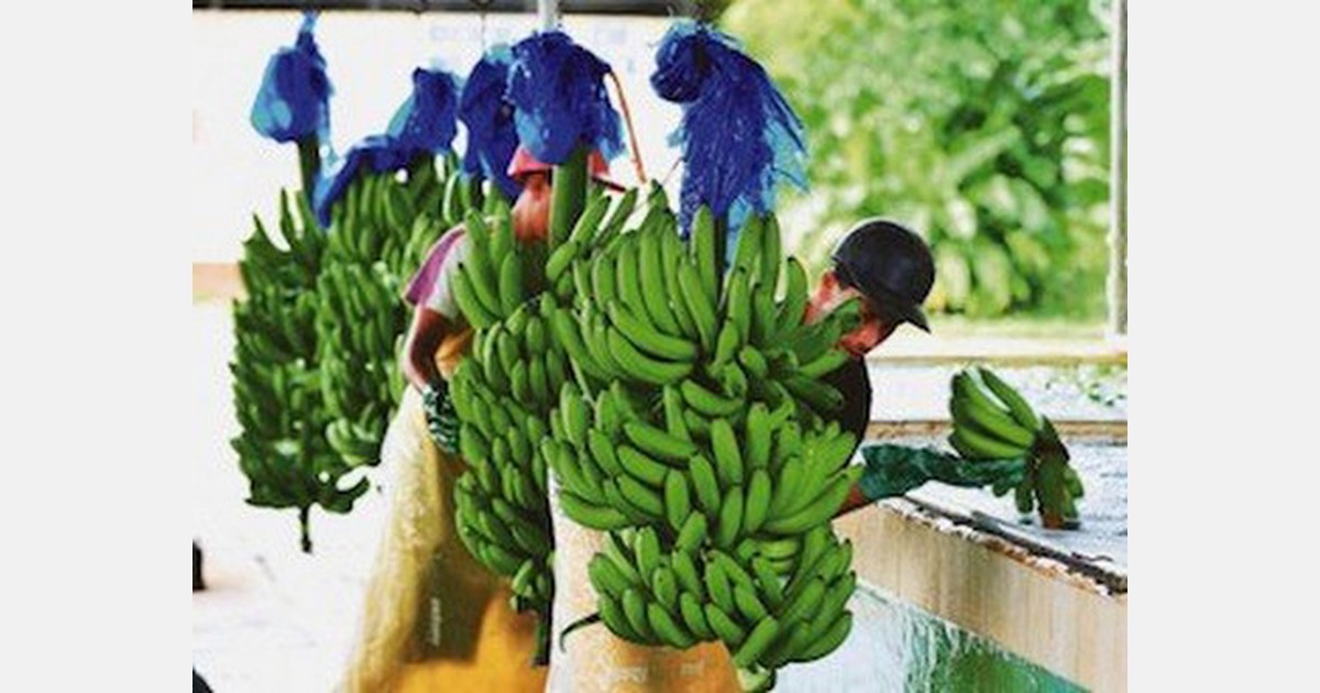 Colombia: 430 acres of banana plants infected with fungus