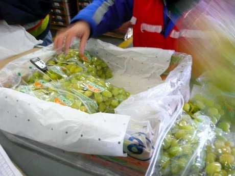 Precoolers that are “perfect for grapes”