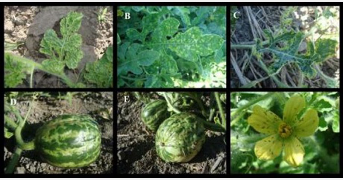 Simultaneous detection of major viruses in watermelons