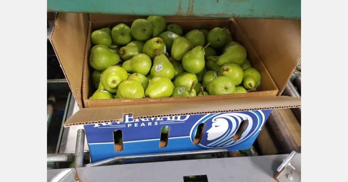 California pear harvest hitting peak now