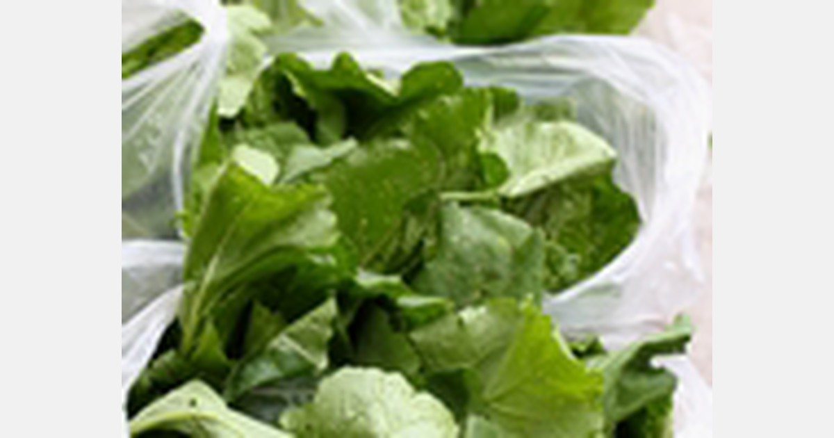 FDA releases results of romaine lettuce sampling assignment in Yuma