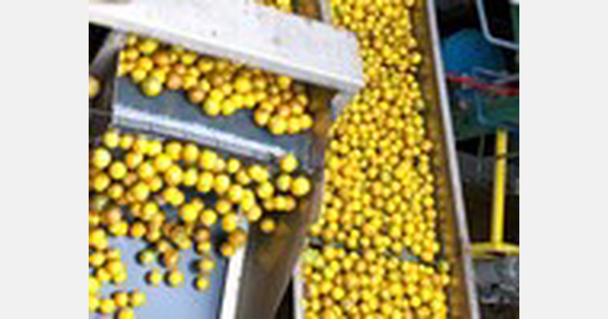 Belize’s citrus industry – What does the future hold?