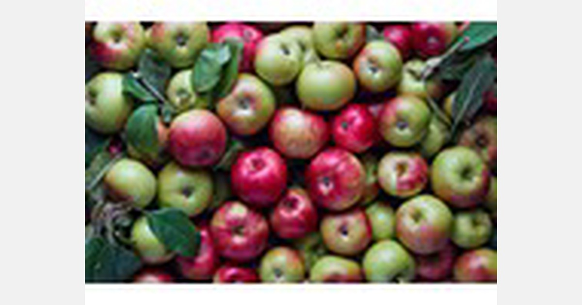 Harmless bacteria create biofilm that protects foodborne pathogens