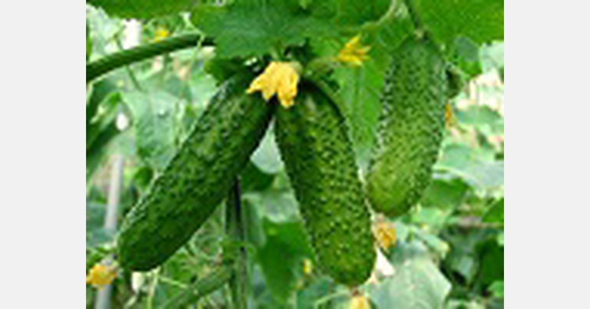 Cucumbers in Poland still cheaper than last year, despite price increases