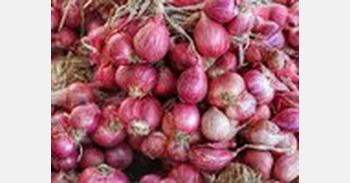 Rain causes damage to shallots in India