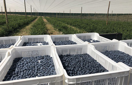 Delecta starts exports as South African blueberry industry opens up