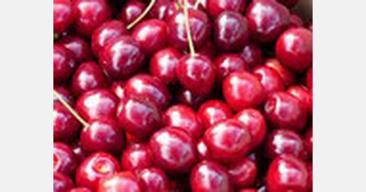 Okanagan cherry growers could lose millions in European exports