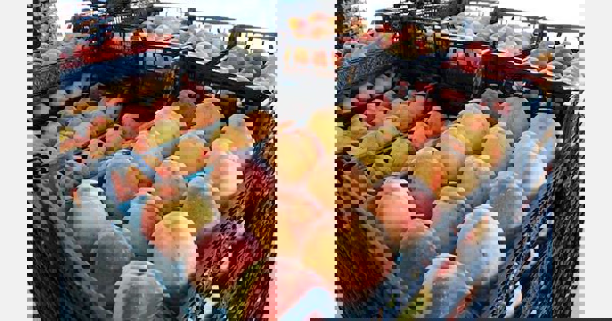 Turkish peaches are exported mainly to Russia