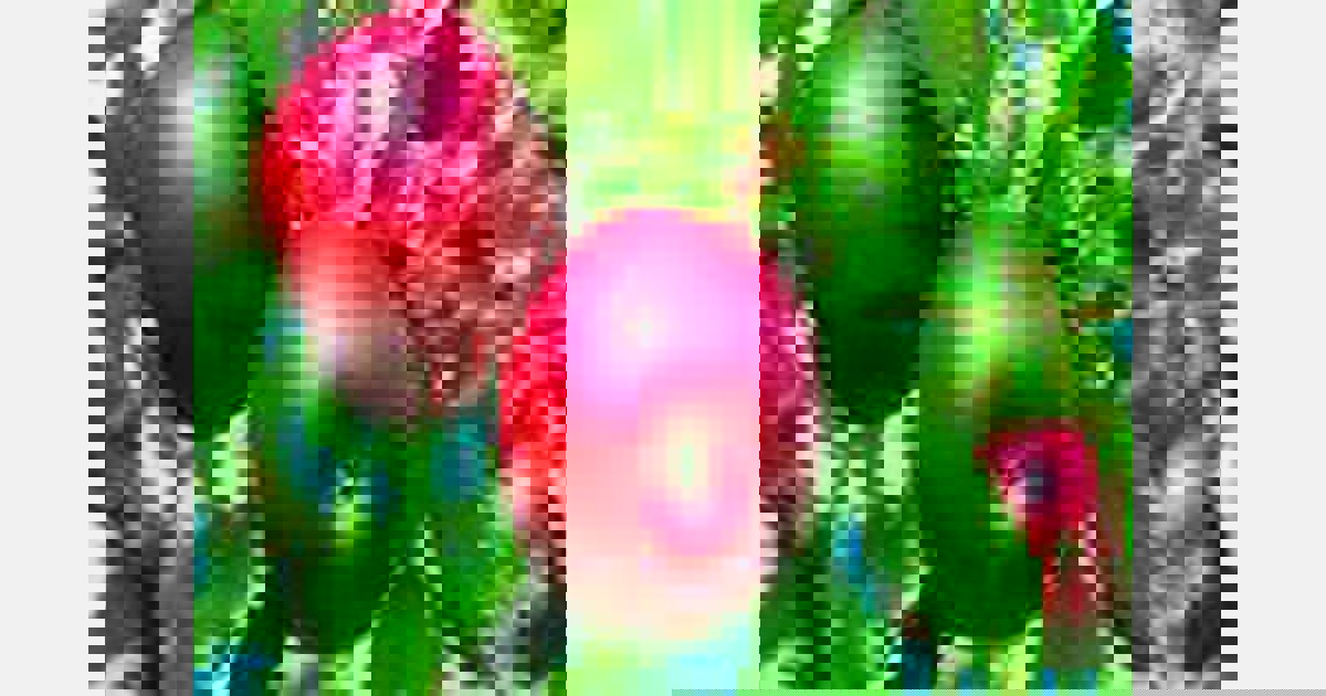 Turkish apples are exported all over the world