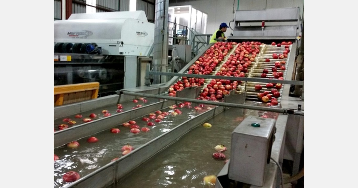 Research under way to strengthen the safety of apple and pear packhouses