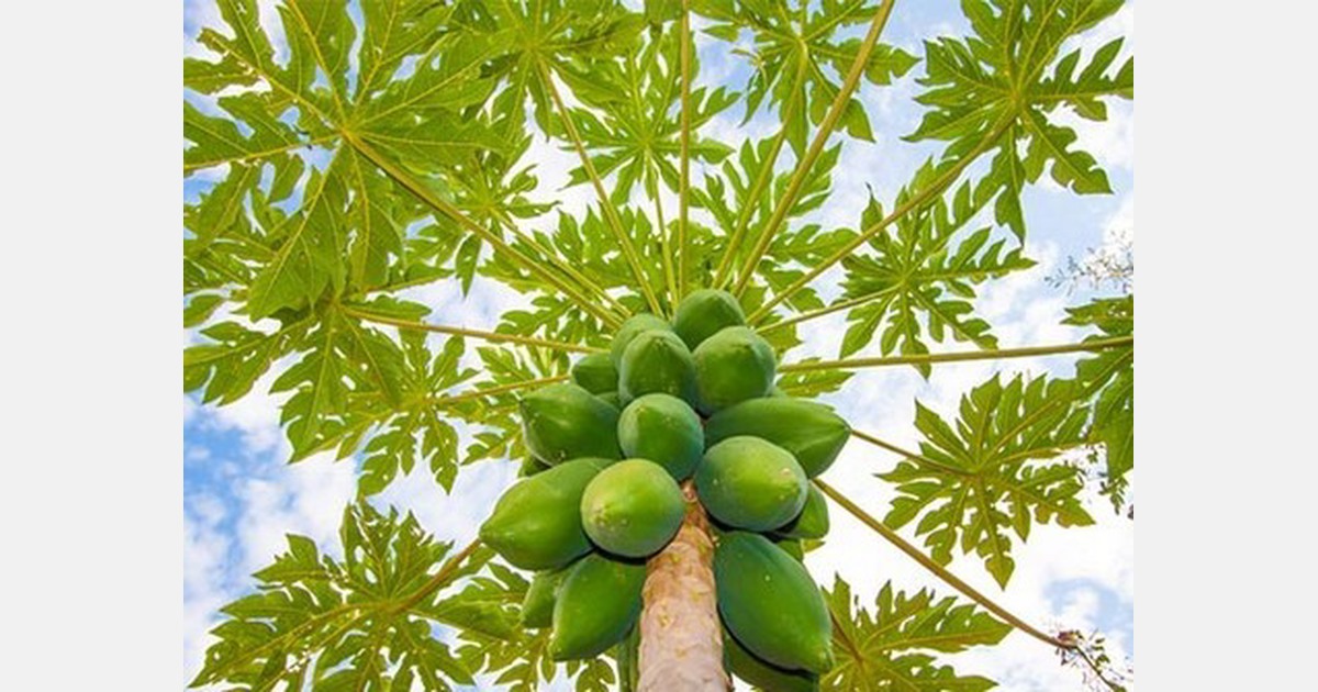 Orders of Guatemalan papaya stay high after summer