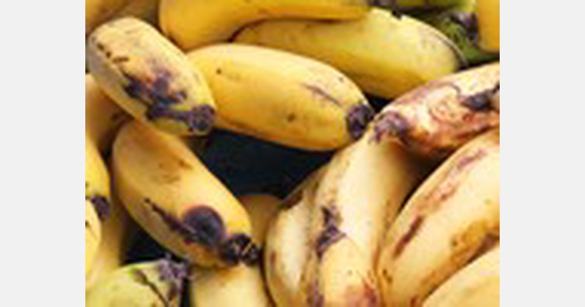 Export of Peruvian bananas dropped slightly in August