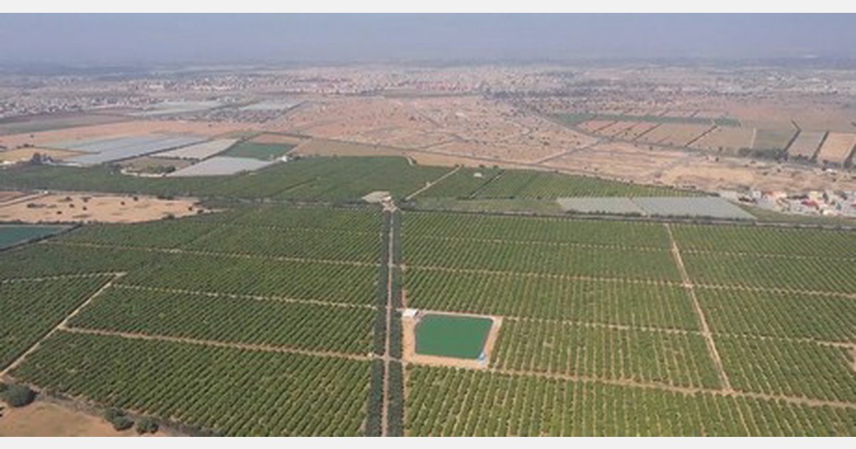 Citrus growing with drip irrigation in Morocco