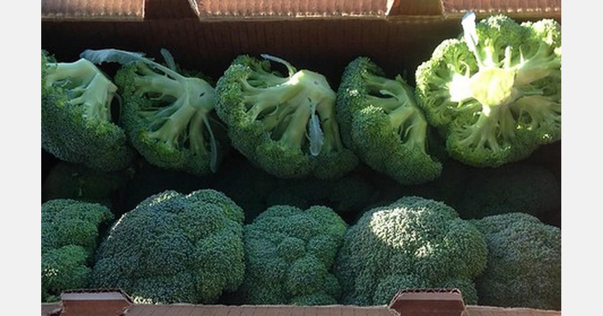 Heat issues cause US broccoli market to spike