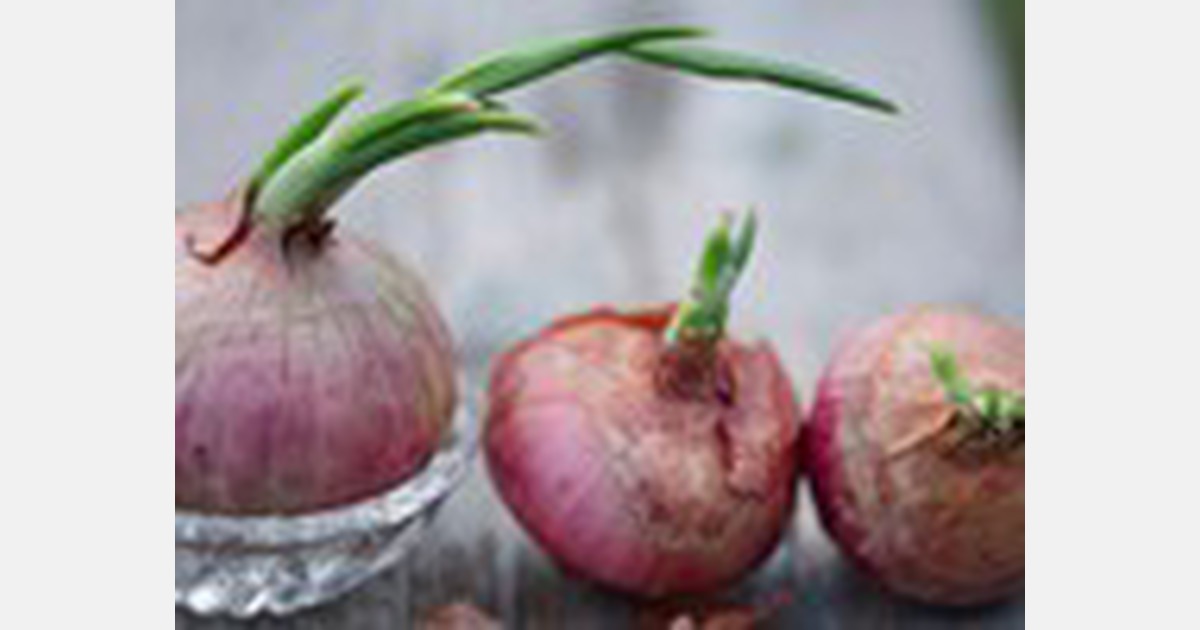 Steady demand and good prices for Greek onions