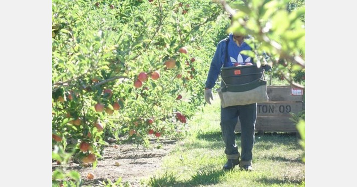 “More Pacific RSE workers needed”