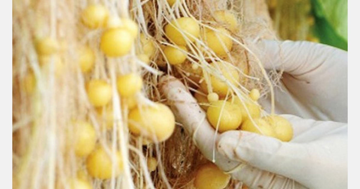 Iran: Potato seed production on the rise