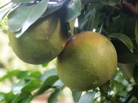 Early season Texas grapefruit highlighted at Fresh Summit