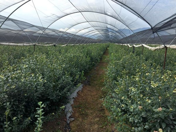 "We work with small scale Mexican growers to bring berries to Canada"