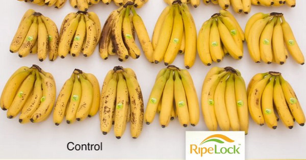 AgroFresh to demonstrate produce freshness solutions at PMA 2019