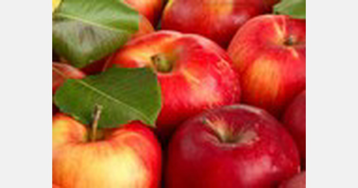 Norway: Apples are ripening in record time