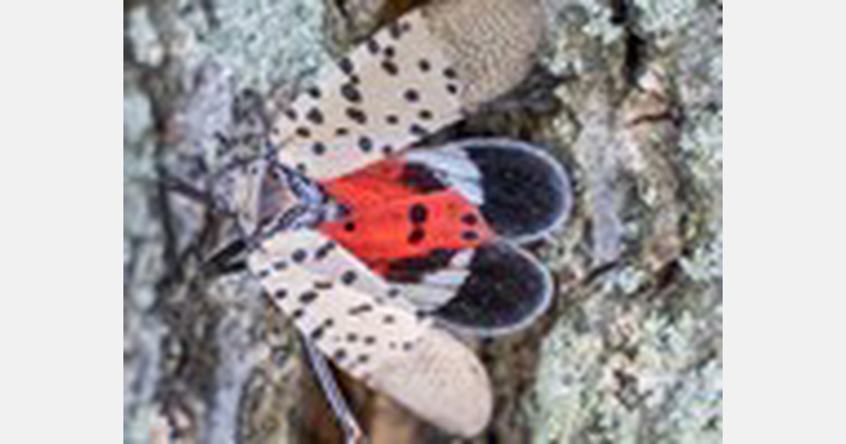 Penn State awarded $7.3 million research grant to combat spotted lanternfly