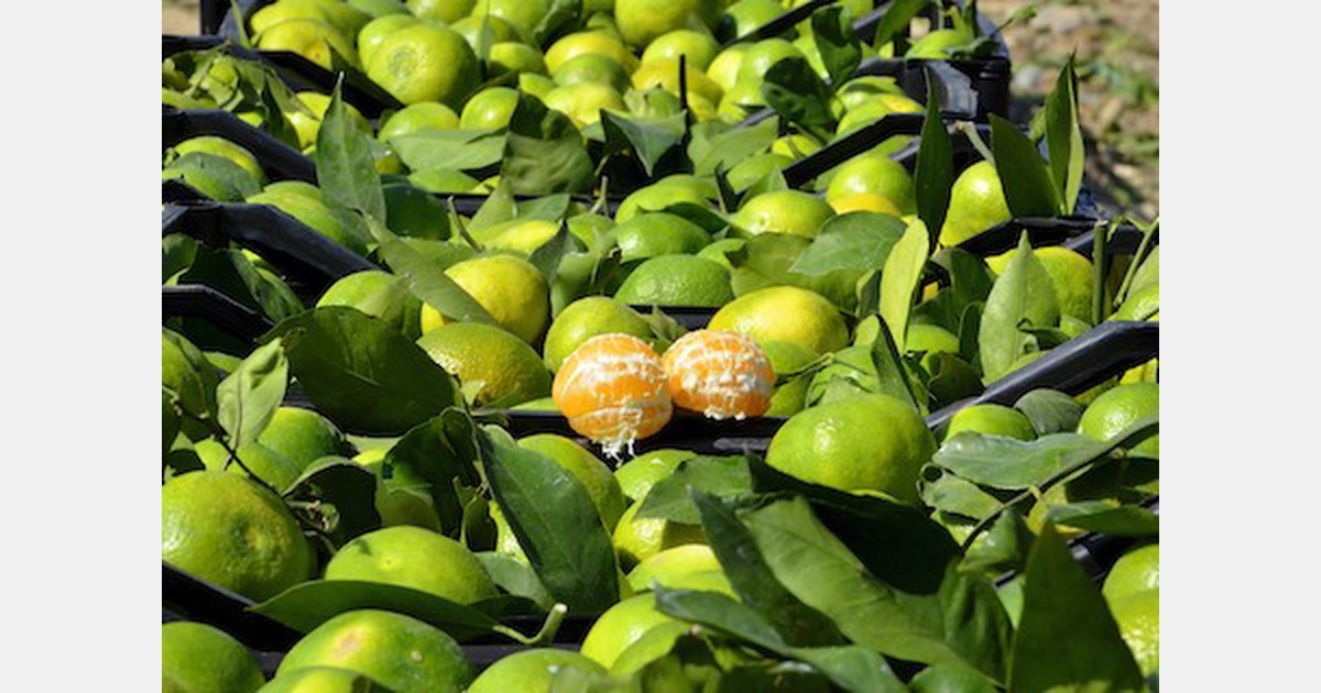 Start of Turkish mandarin harvest