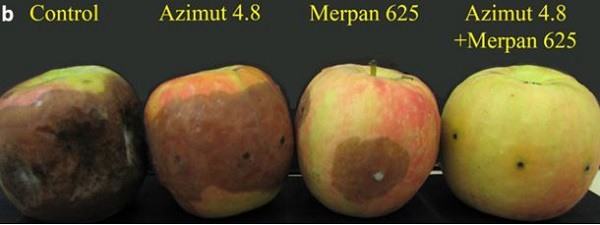 Spray program based on fungicidal mixtures to control Alternaria fruit ...