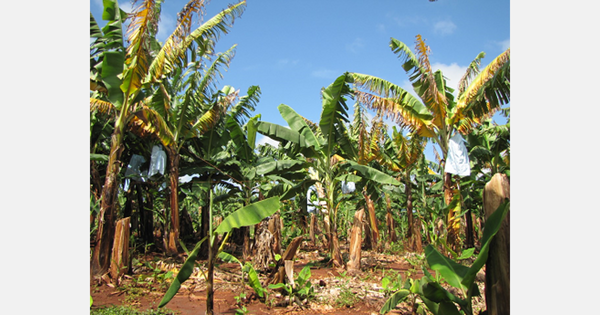 TR4-tolerant banana cultivar replanted on infected northern Mozambique farm