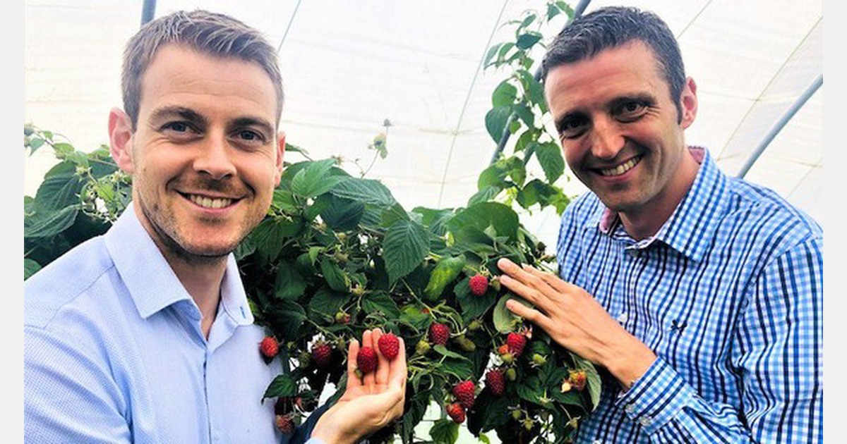 New raspberry varieties on display