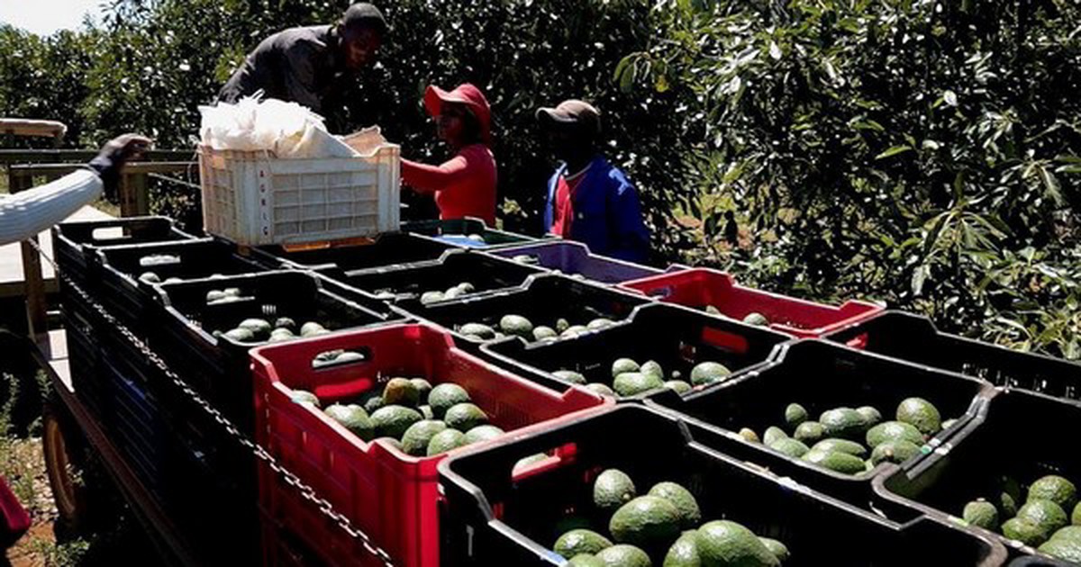 Avocados in Zimbabwe: Ideal for export