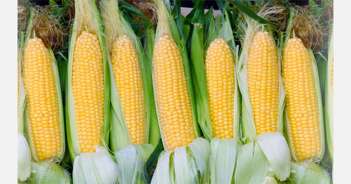 Favorable weather for Georgia corn season