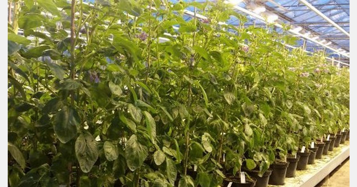 Complex potato genome further unveiled