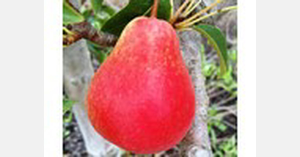 Ten years of the Cheeky® pear