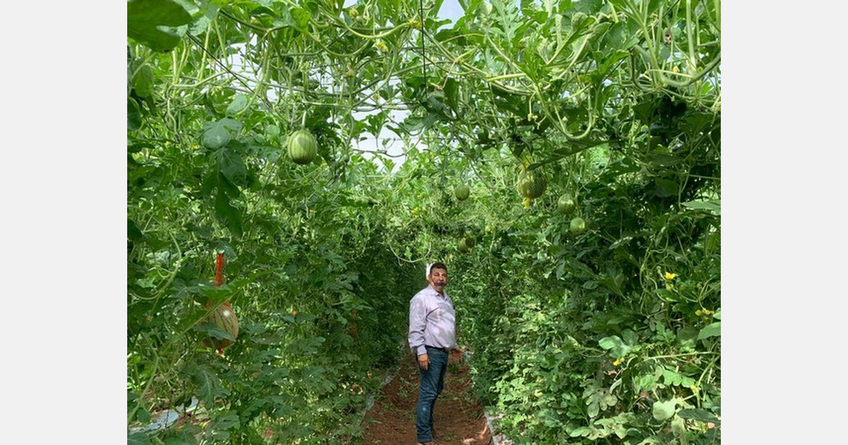 Shade-house grown watermelons that never make contact with soil