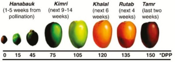 date palm development