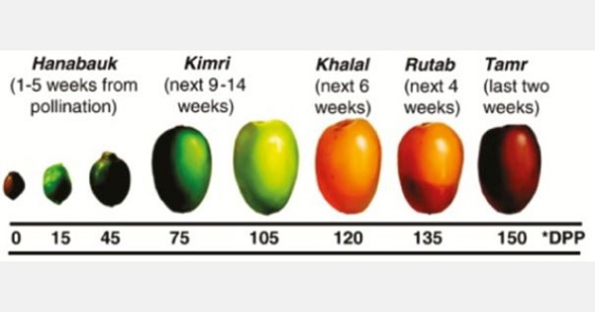 date fruit size comparison