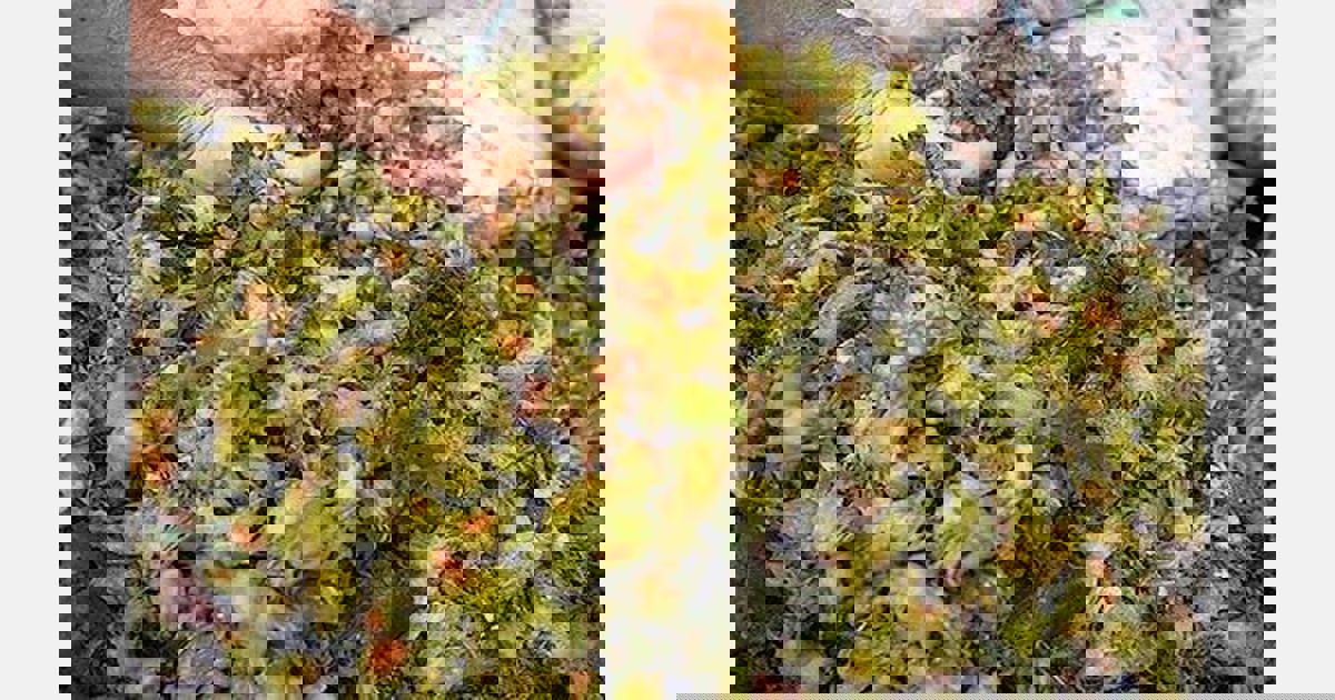 Turkey increases its global share of hazelnut production