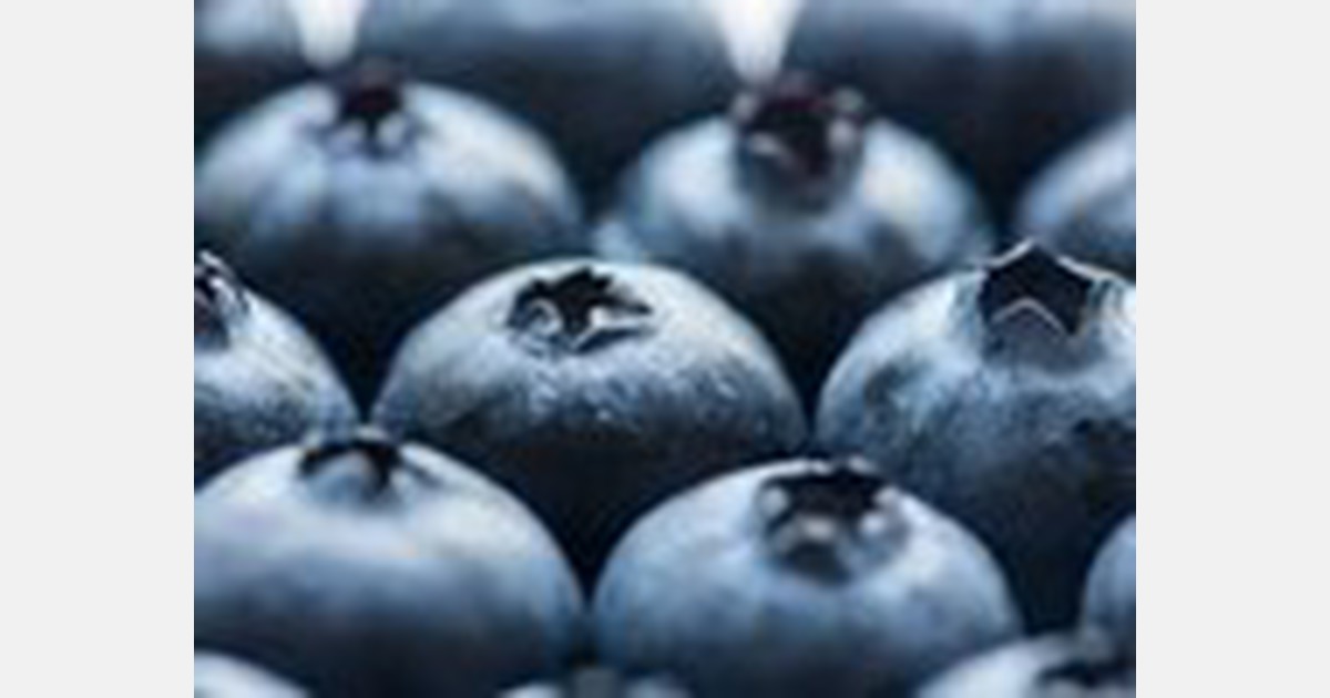 Mexican blueberry facility almost ready