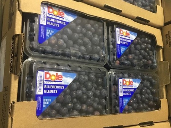 Blueberries see stronger availability for 2019-2020 imports