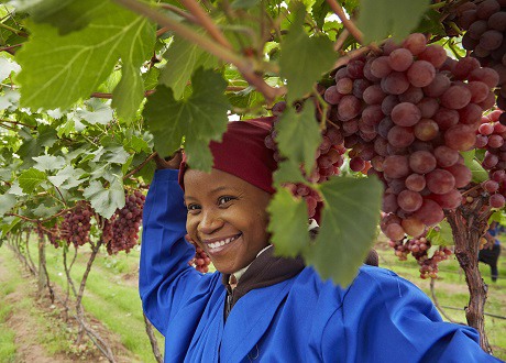 South African grapes: “This year everyone’s a lot more cautious”