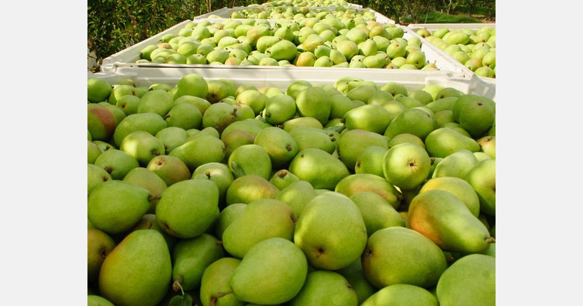 Volume down on Washington pear crop