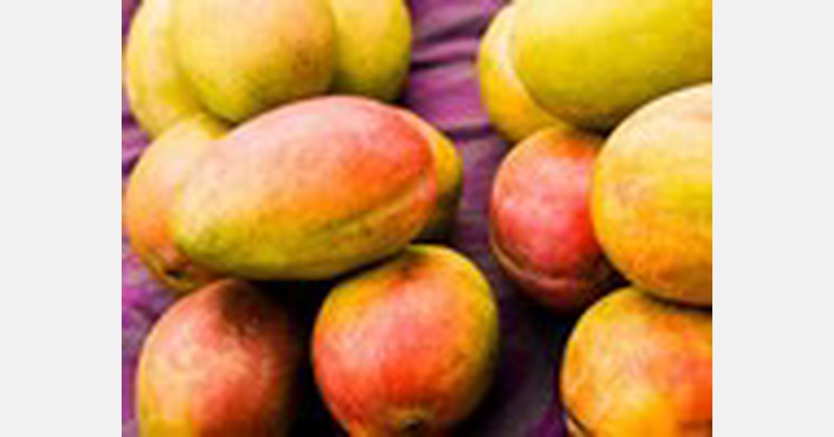 Fresh mangoes from Malawi arrive on Indian markets this winter