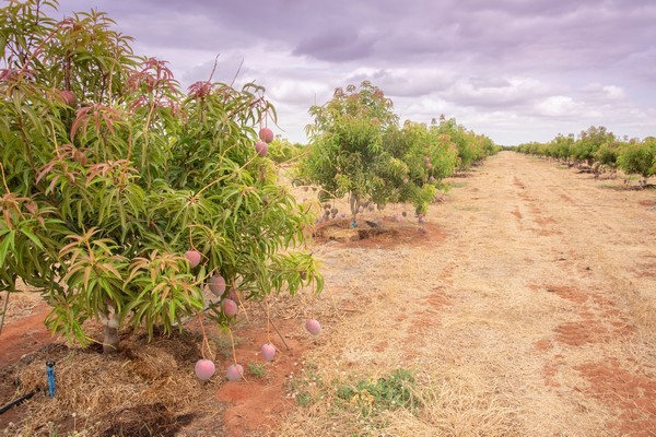 Australian Lady Jane mangoes to hit stores next week