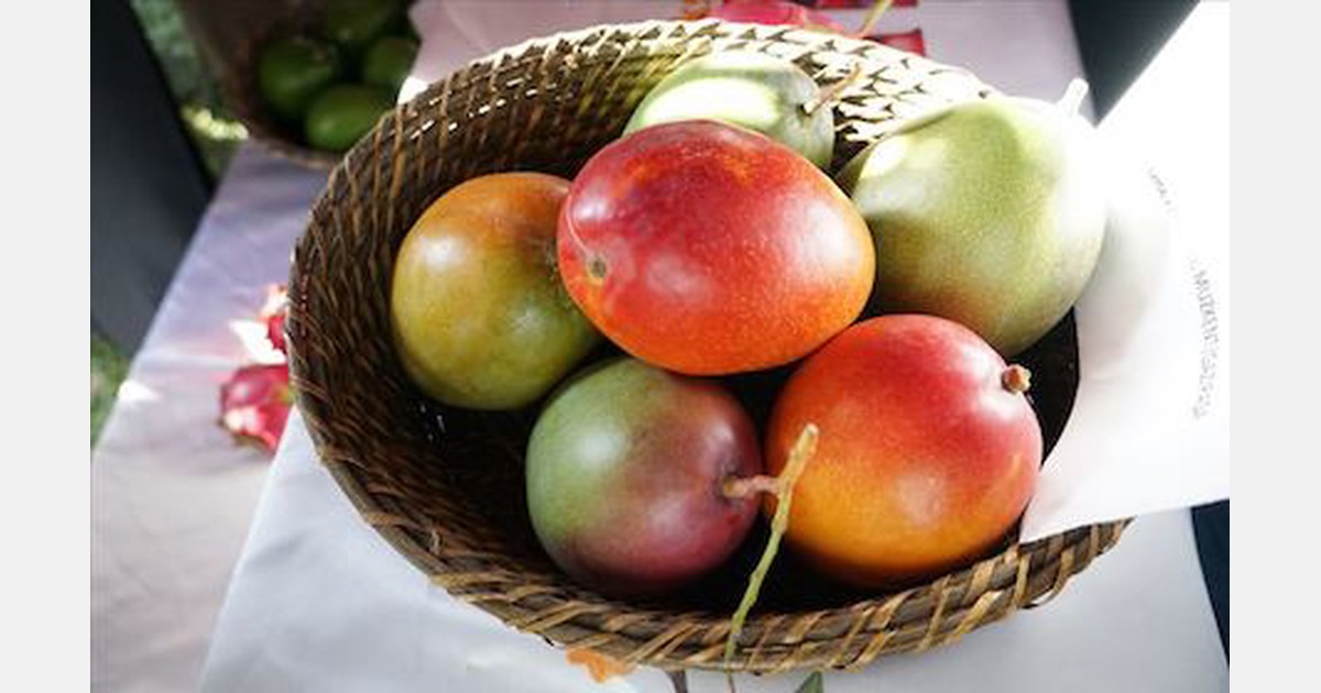 Mangoes are popular among producers in southern Turkey