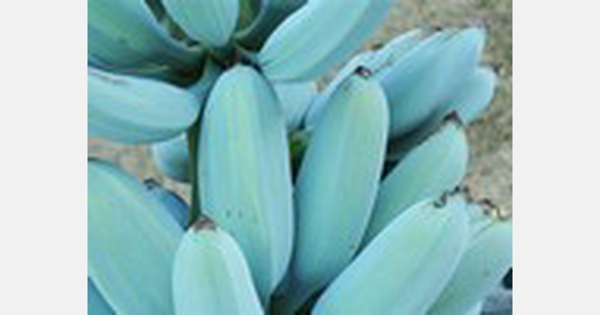 Blue bananas that taste like vanilla ice cream